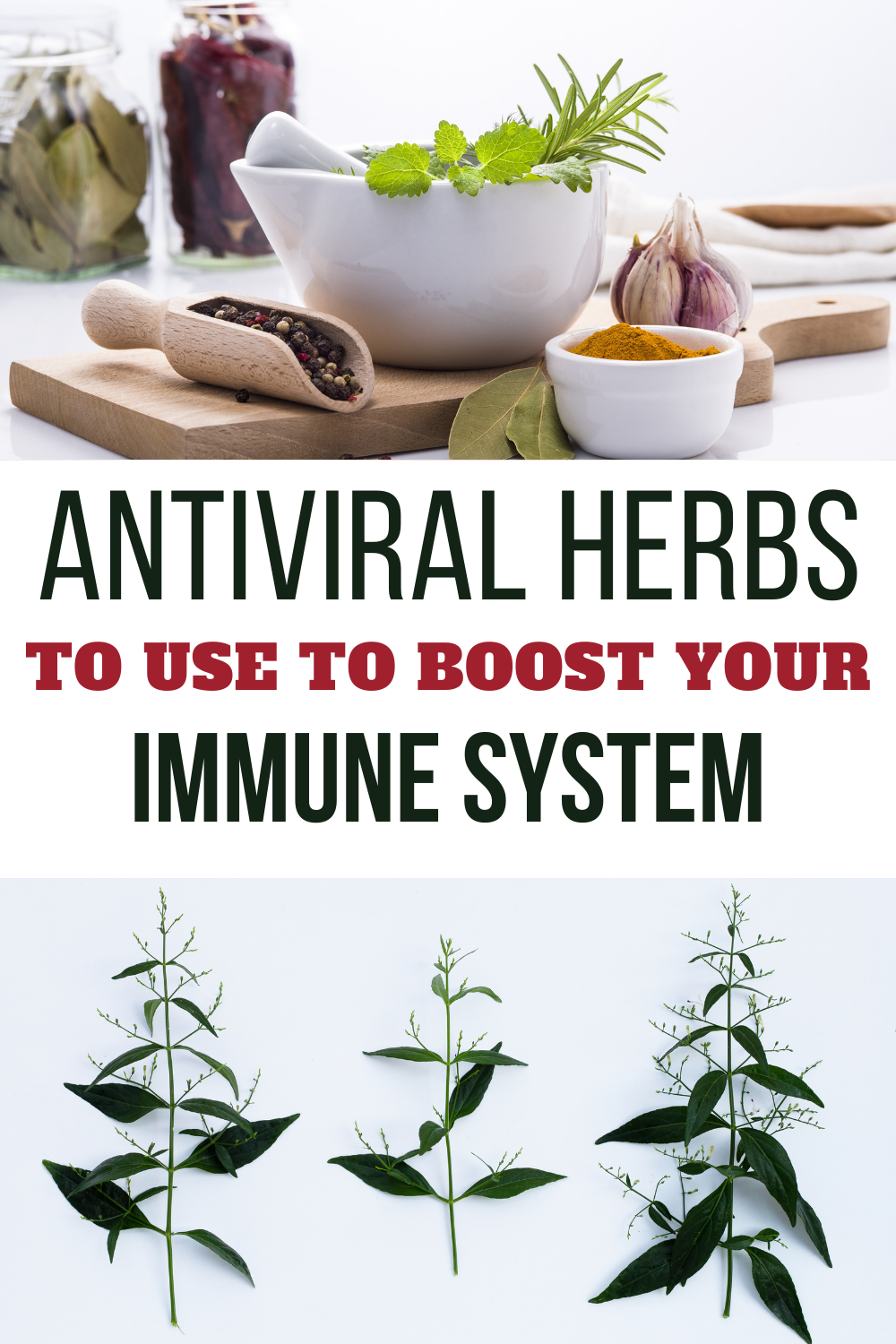 Antiviral Herbs to Use to Boost Your Immune System | Upgraded Health