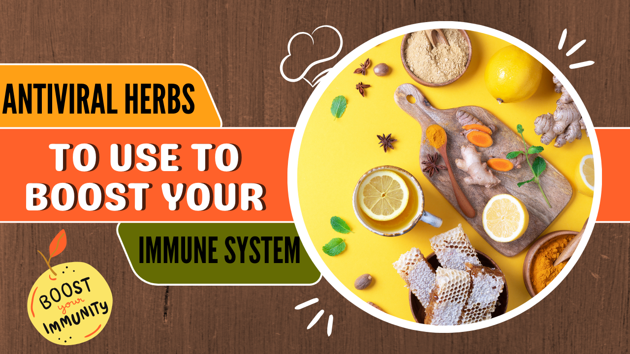 Antiviral Herbs To Use To Boost Your Immune System Upgraded Health