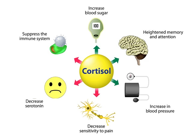 cortisol | Upgraded Health